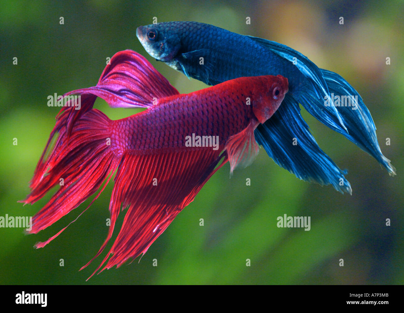 Siamese fighting fish betta splendens -Fotos und -Bildmaterial in hoher ...
