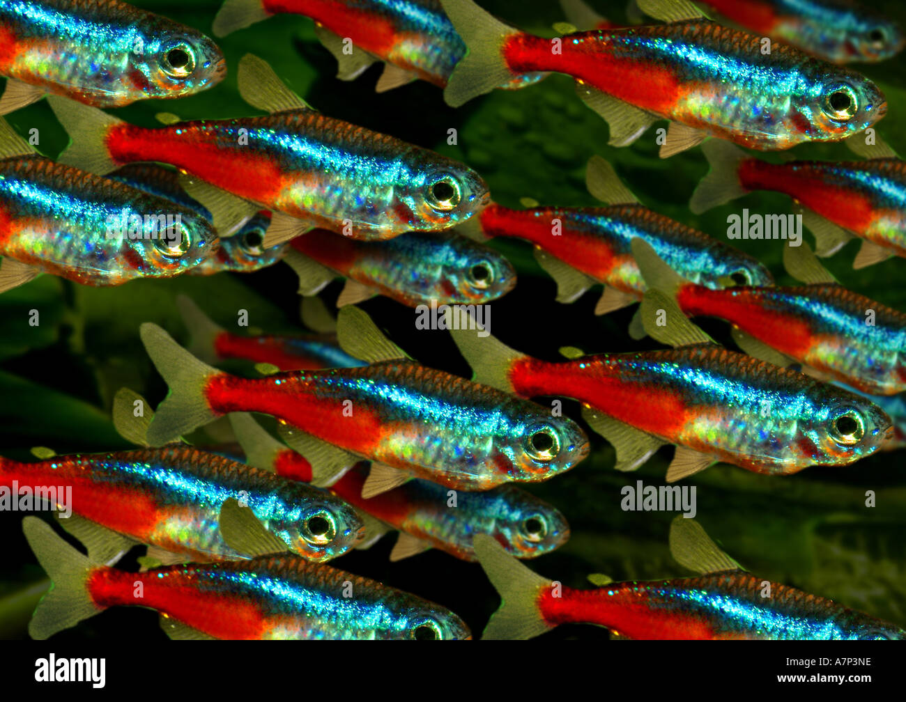 Hyphessobrycon innesi -Fotos und -Bildmaterial in hoher Auflösung – Alamy