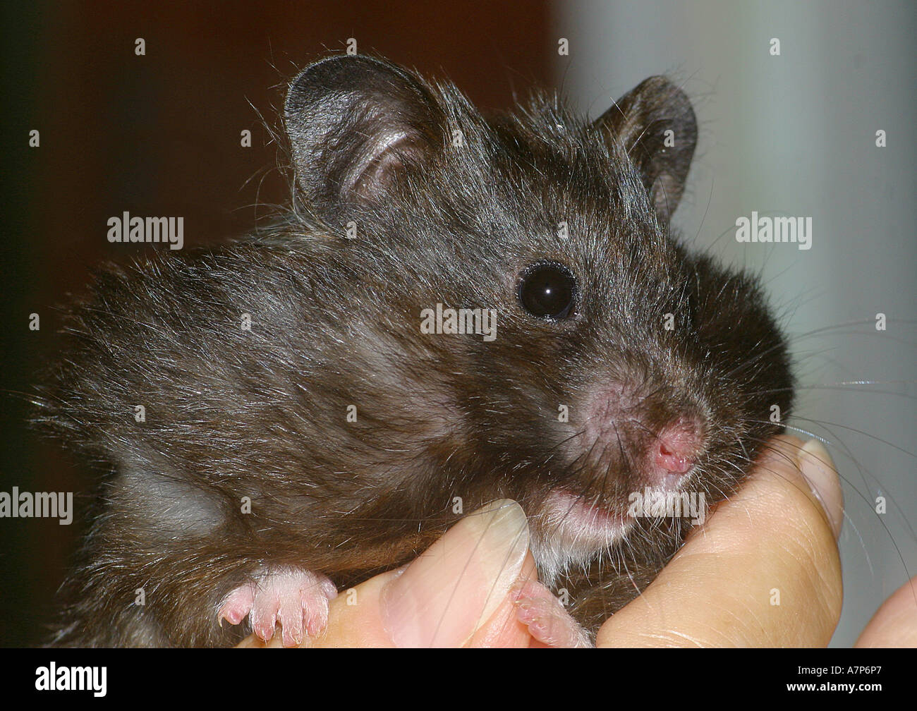 Goldhamster mesocricetus spec -Fotos und -Bildmaterial in hoher ...
