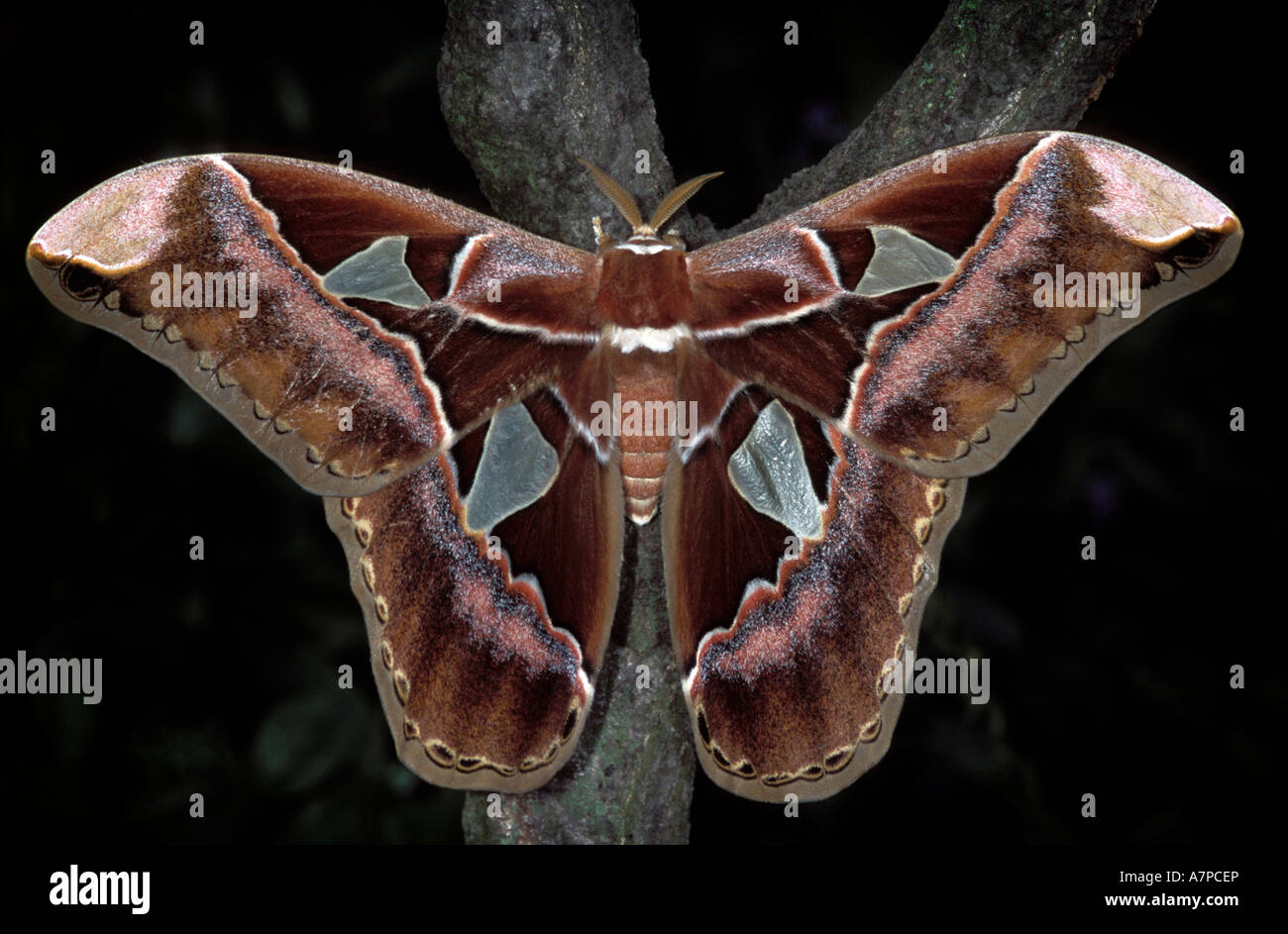 Atticus atlas -Fotos und -Bildmaterial in hoher Auflösung – Alamy