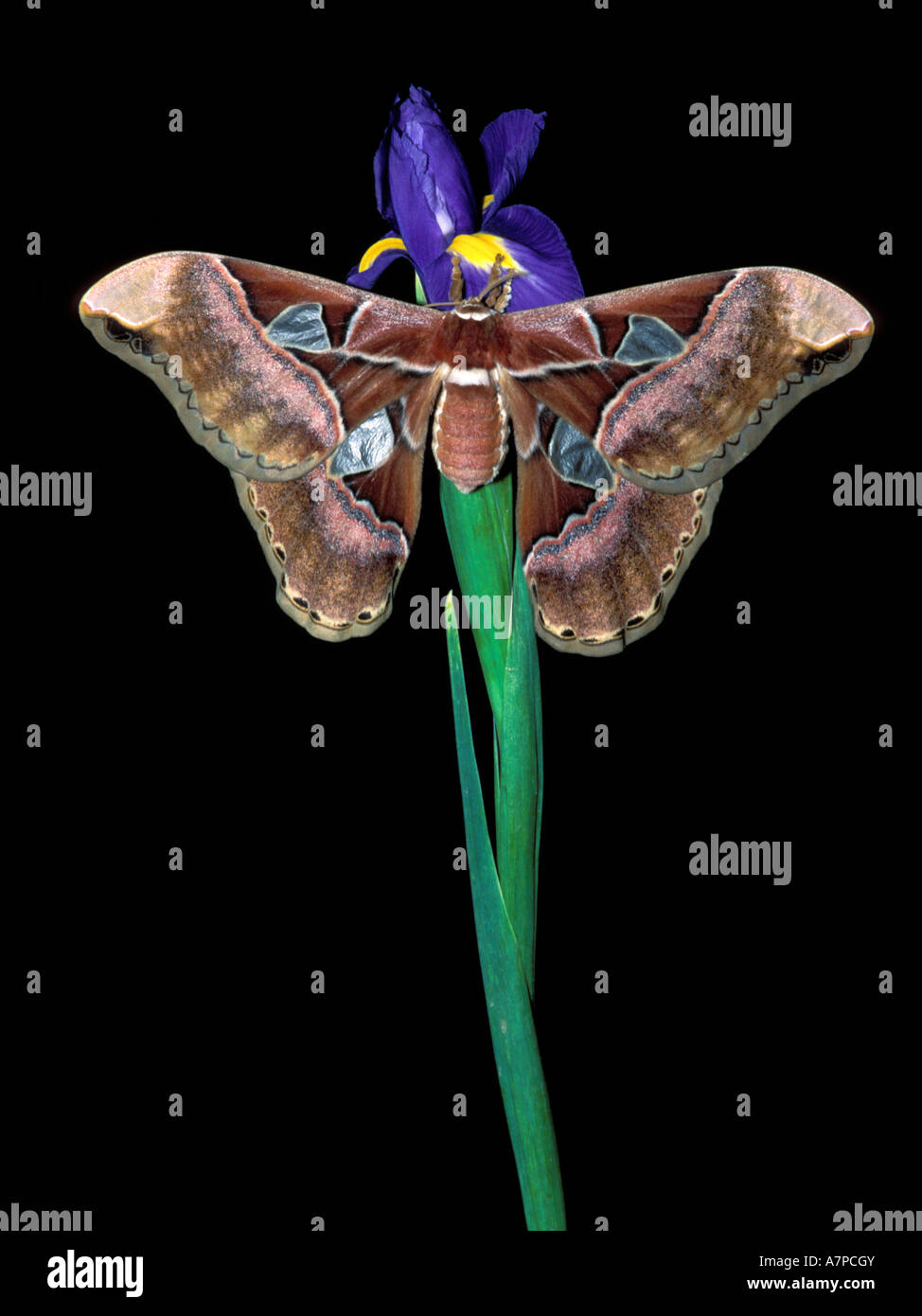 Atticus atlas -Fotos und -Bildmaterial in hoher Auflösung – Alamy