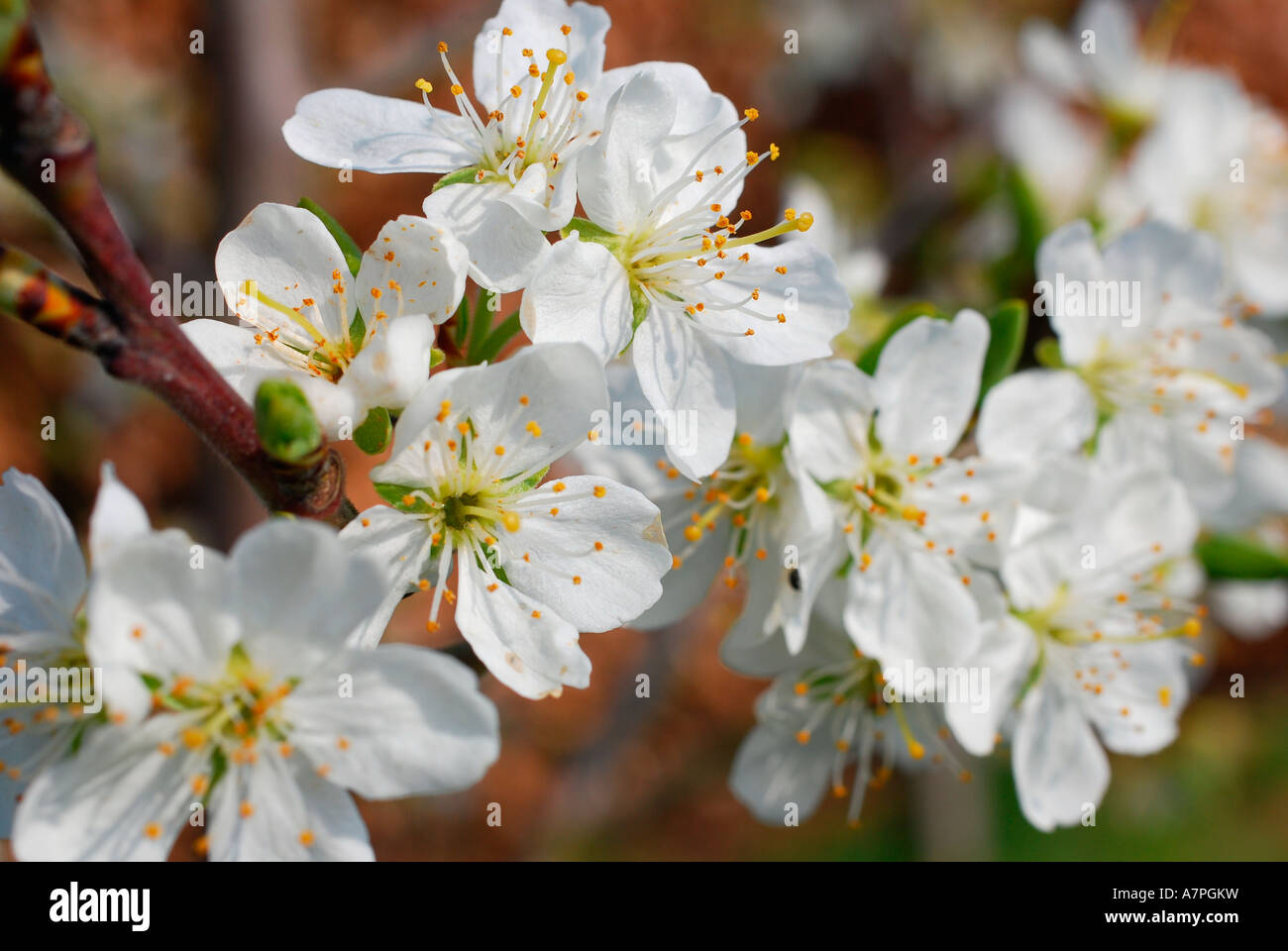 Victoria Plums Tree Stockfotos und -bilder Kaufen - Alamy