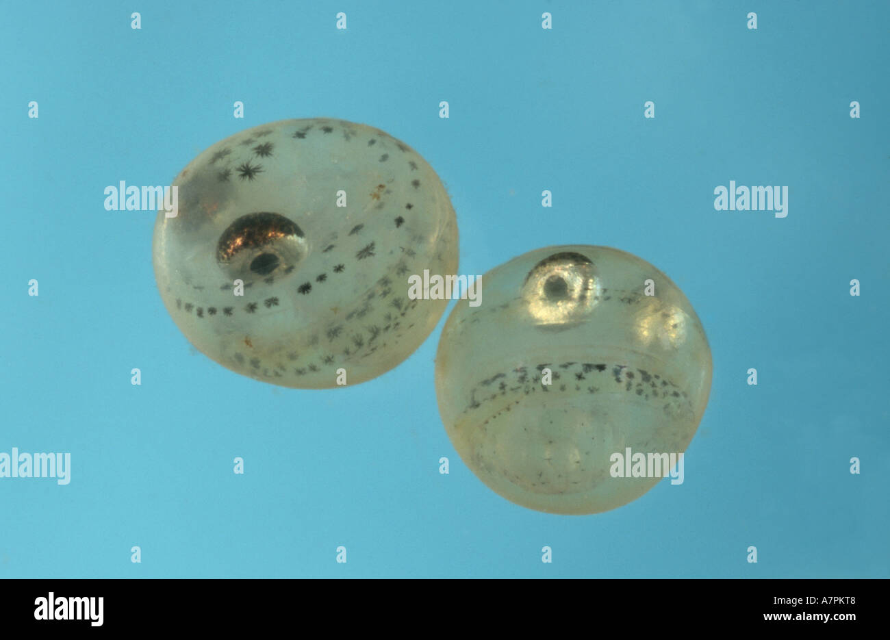 Fish embryo -Fotos und -Bildmaterial in hoher Auflösung – Alamy