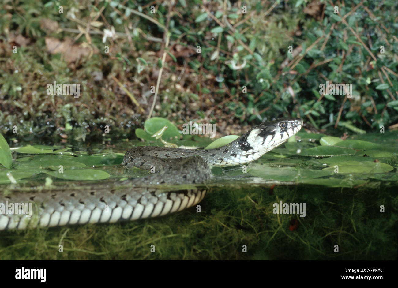 Ringelnatter (Natrix Natrix), Schwimmen und Kopf über Wasser ...