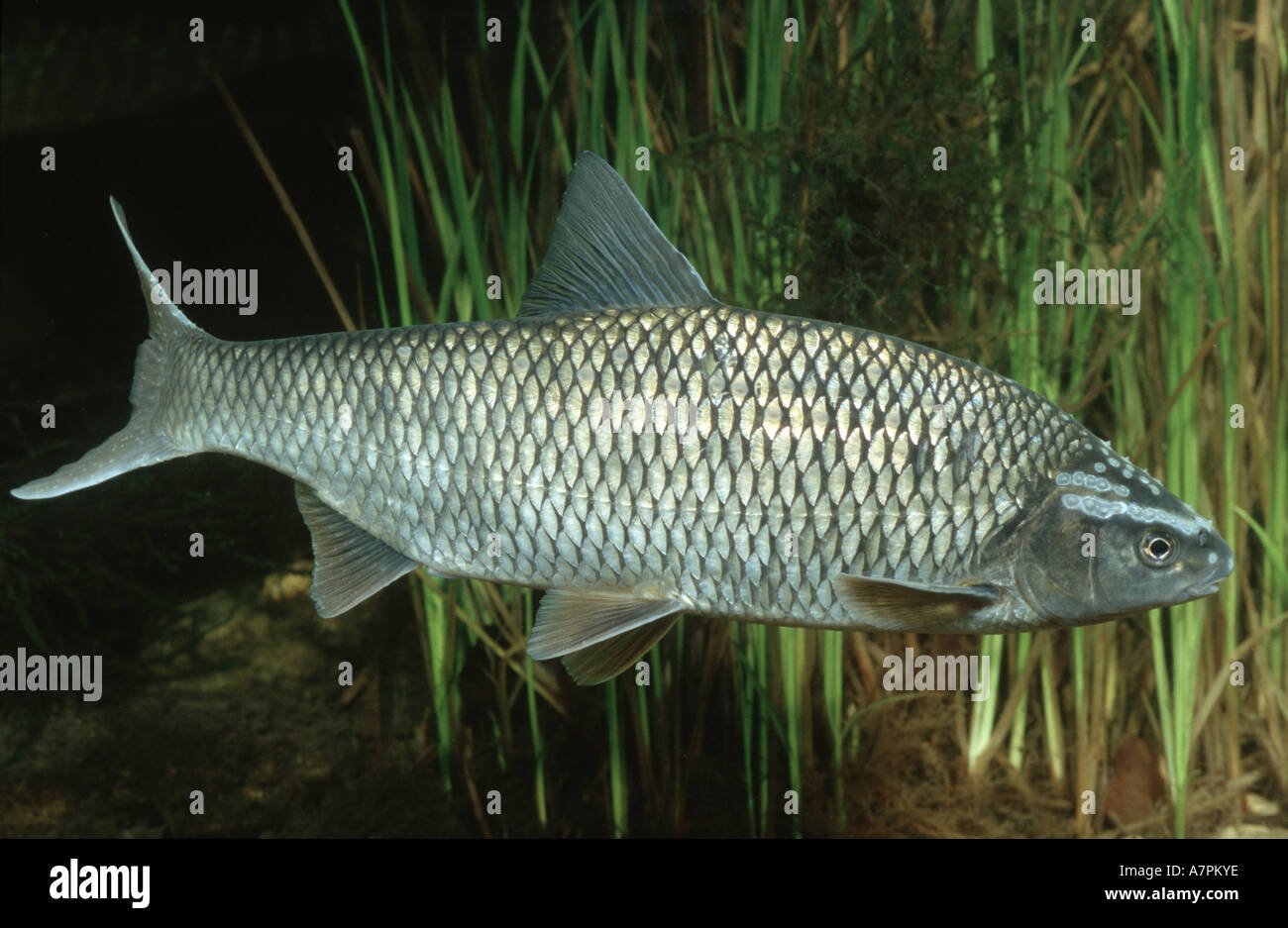 Rutilus pigus -Fotos und -Bildmaterial in hoher Auflösung – Alamy