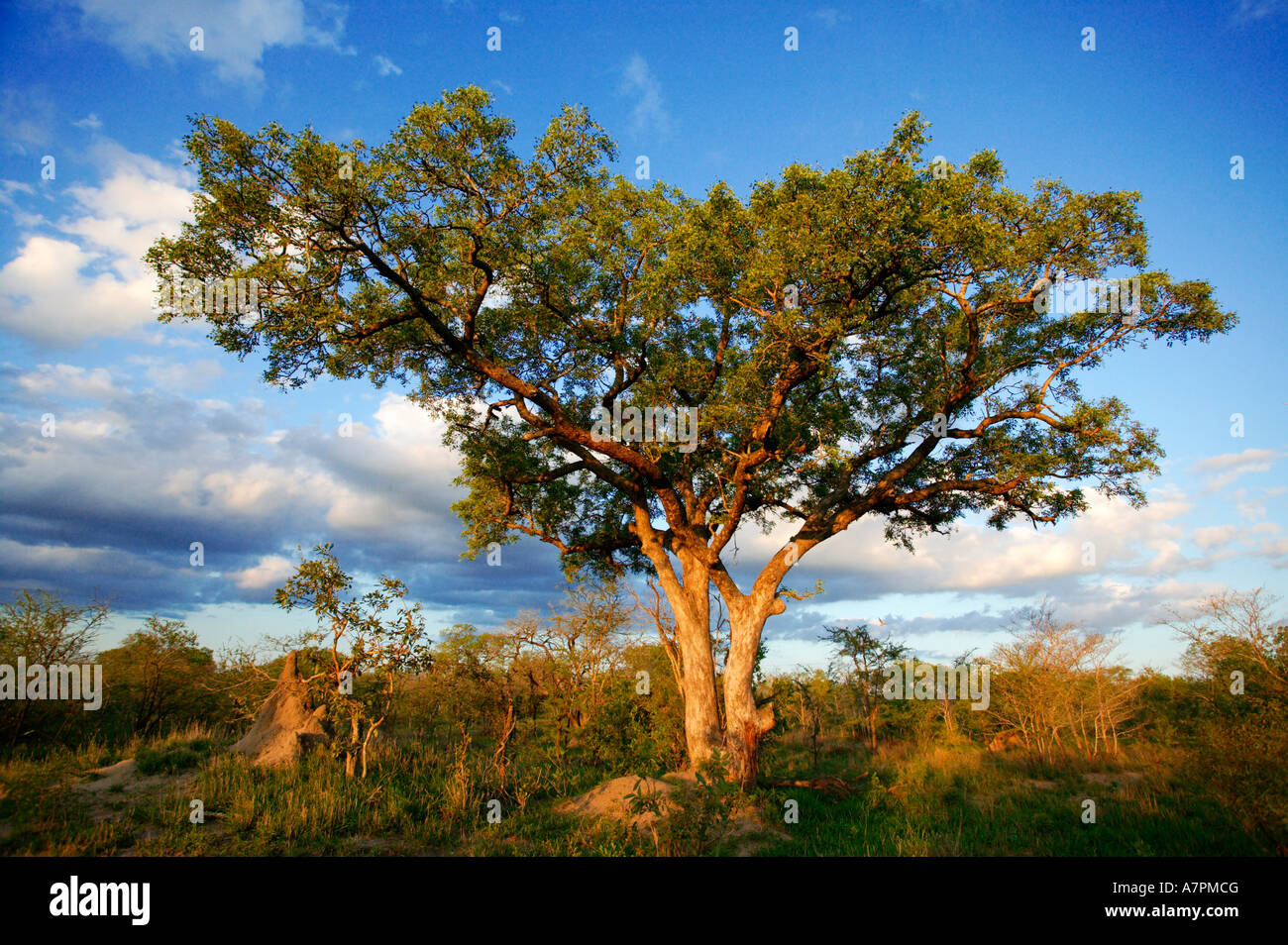 Sclerocarya birrea -Fotos und -Bildmaterial in hoher Auflösung – Alamy