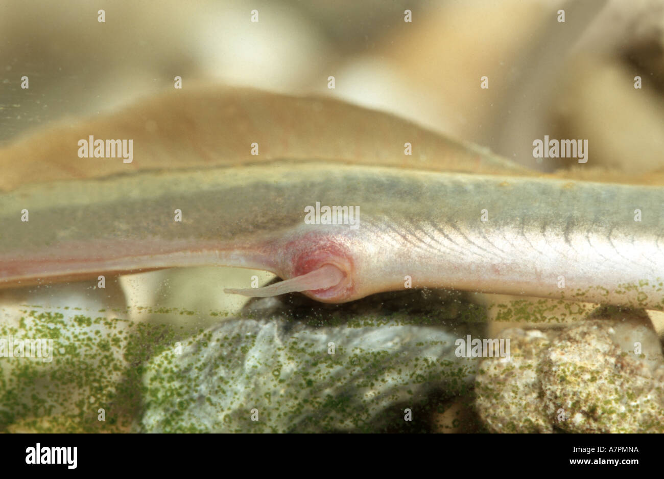 Bach, Neunaugen, Europäische Bach Bachneunauge (Lampetra Planeri ...