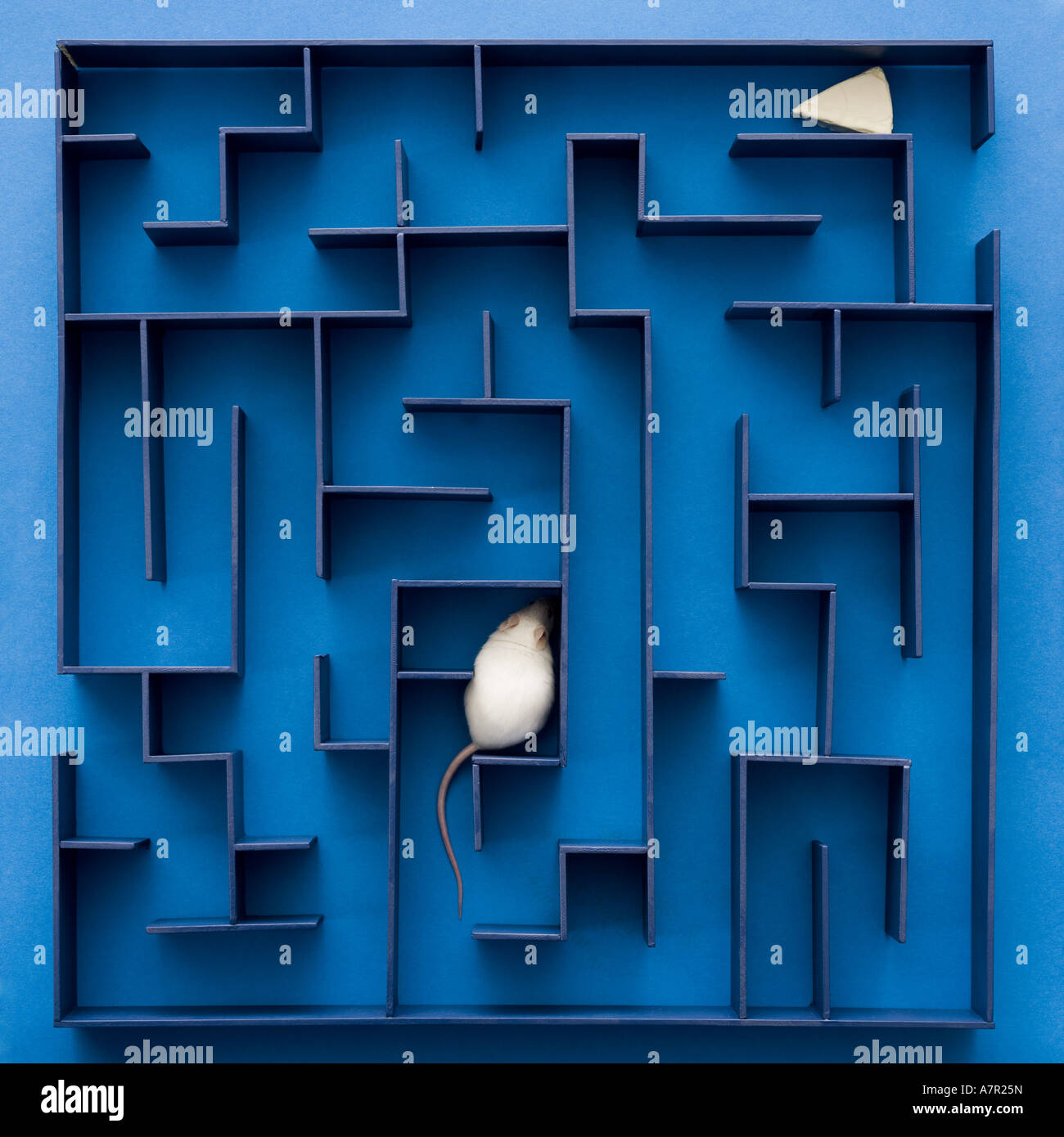 Maus Labyrinth Stockfotos und -bilder Kaufen - Alamy
