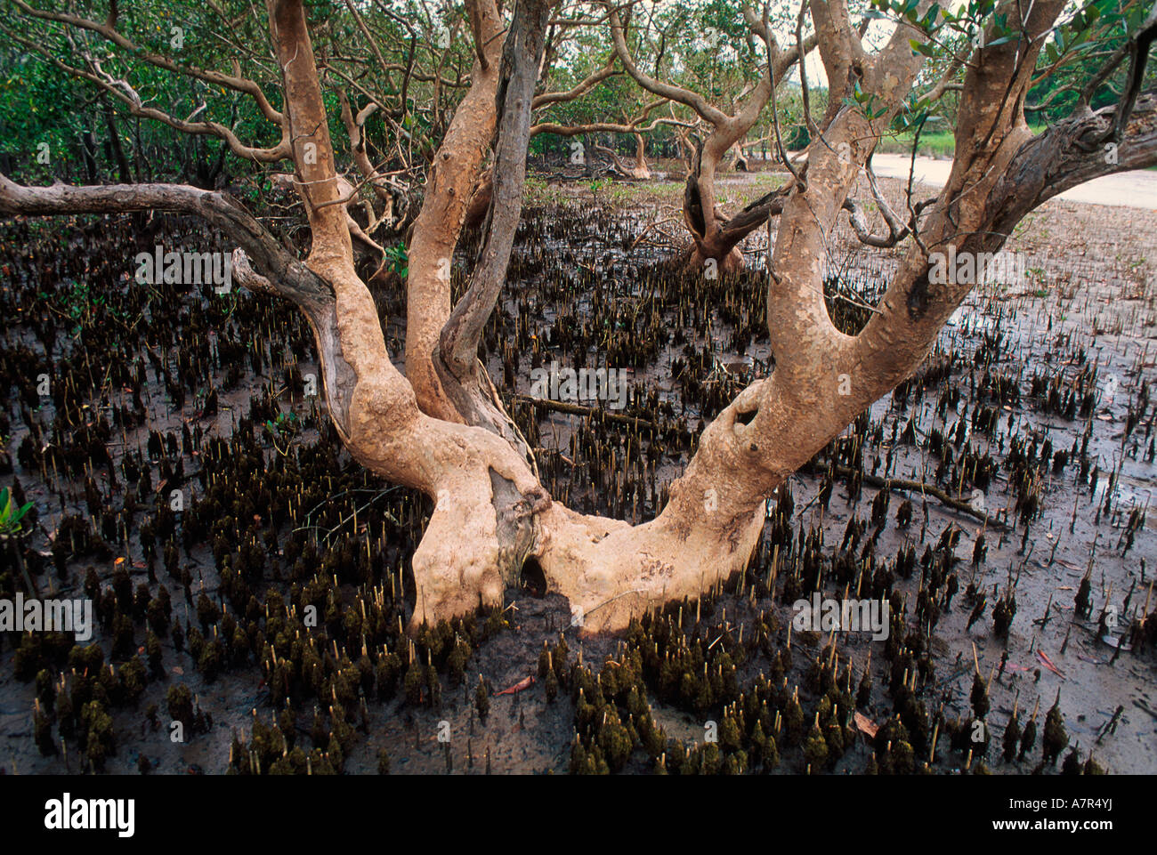 Adventitious roots -Fotos und -Bildmaterial in hoher Auflösung – Alamy