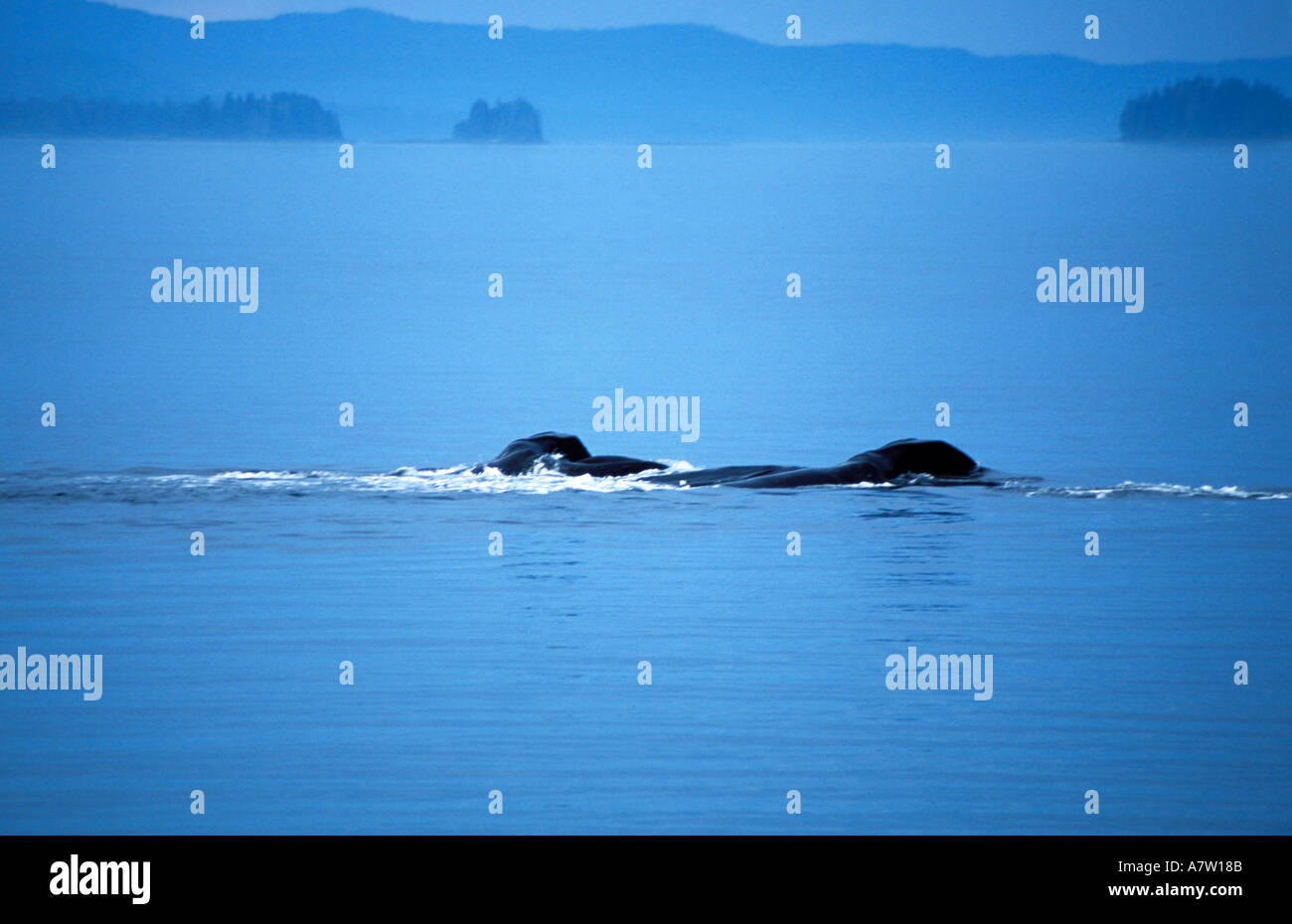 Punkt adolphus -Fotos und -Bildmaterial in hoher Auflösung – Alamy