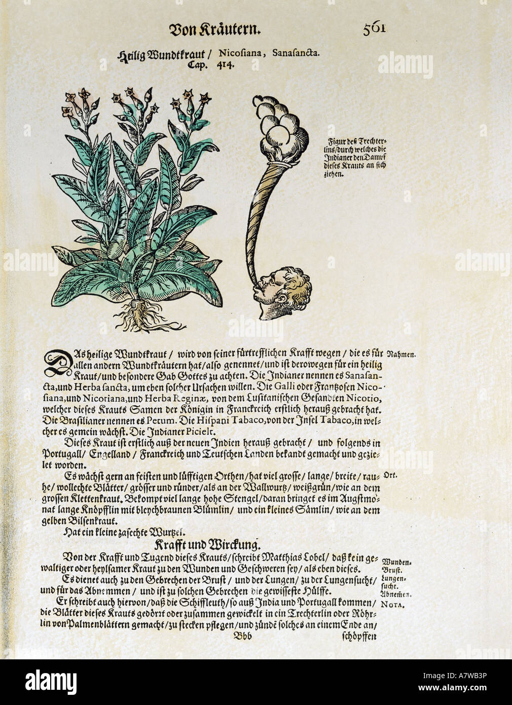 Adam lonicerus -Fotos und -Bildmaterial in hoher Auflösung – Alamy