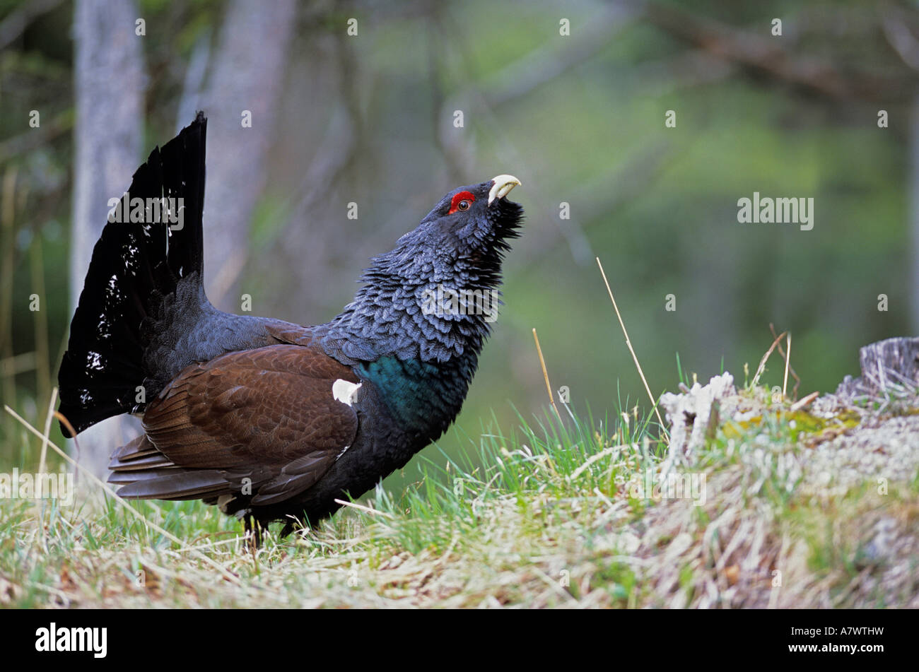 Auerhuhn rote liste arten -Fotos und -Bildmaterial in hoher Auflösung – Alamy