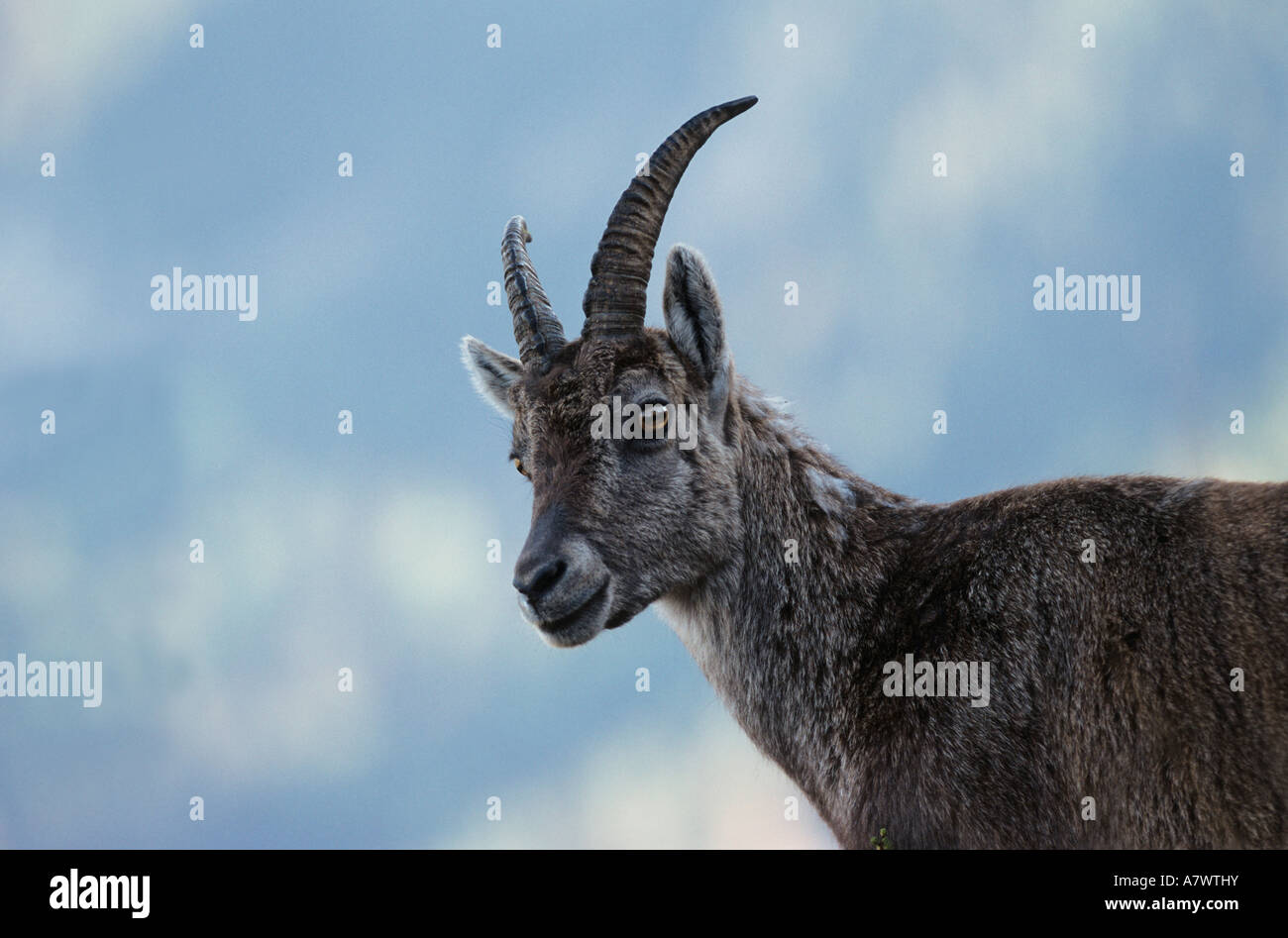 Geiss tier -Fotos und -Bildmaterial in hoher Auflösung – Alamy