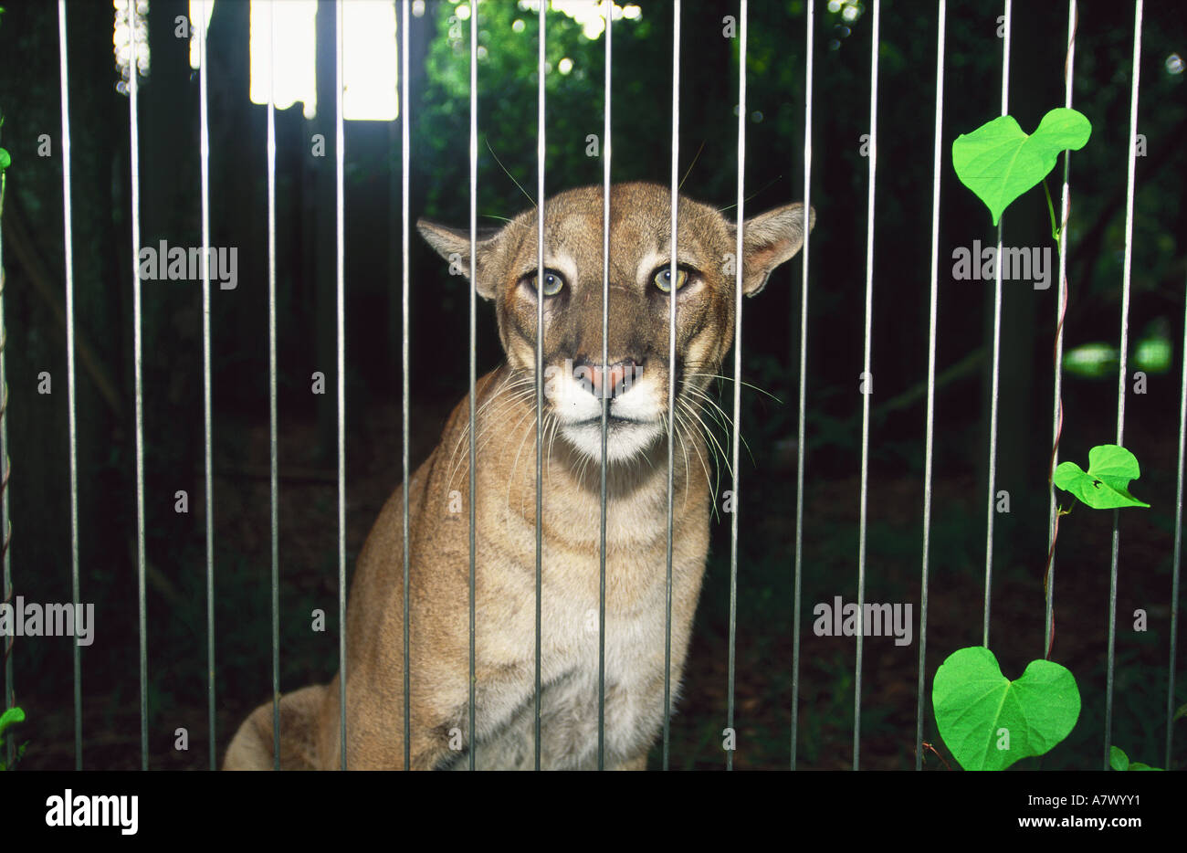Florida panther park -Fotos und -Bildmaterial in hoher Auflösung – Alamy