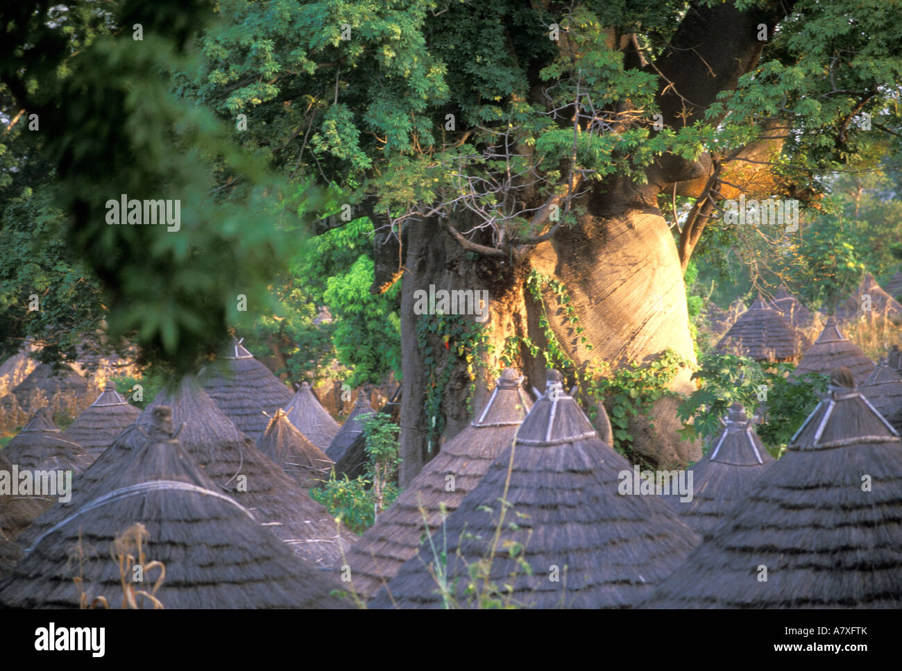 Die Bedik Dorf Iwol umgibt einen großen Baum, der ist heilig, die Bedik ...