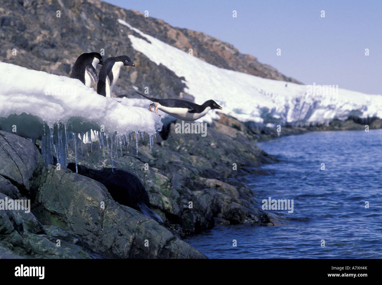 Adelie pinguine springen -Fotos und -Bildmaterial in hoher Auflösung ...