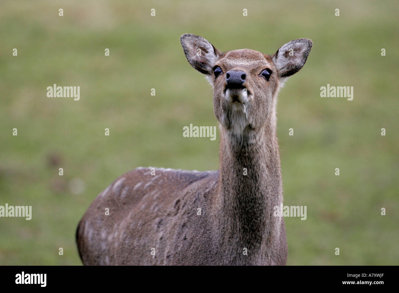 Weibliche hirschkuh -Fotos und -Bildmaterial in hoher Auflösung – Alamy
