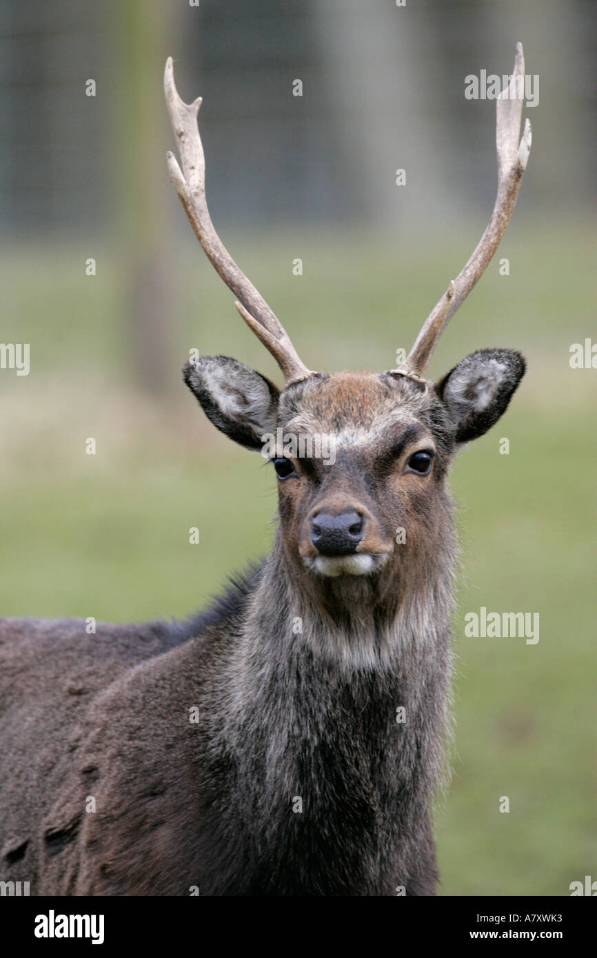 Geweih auf hirsch -Fotos und -Bildmaterial in hoher Auflösung – Alamy