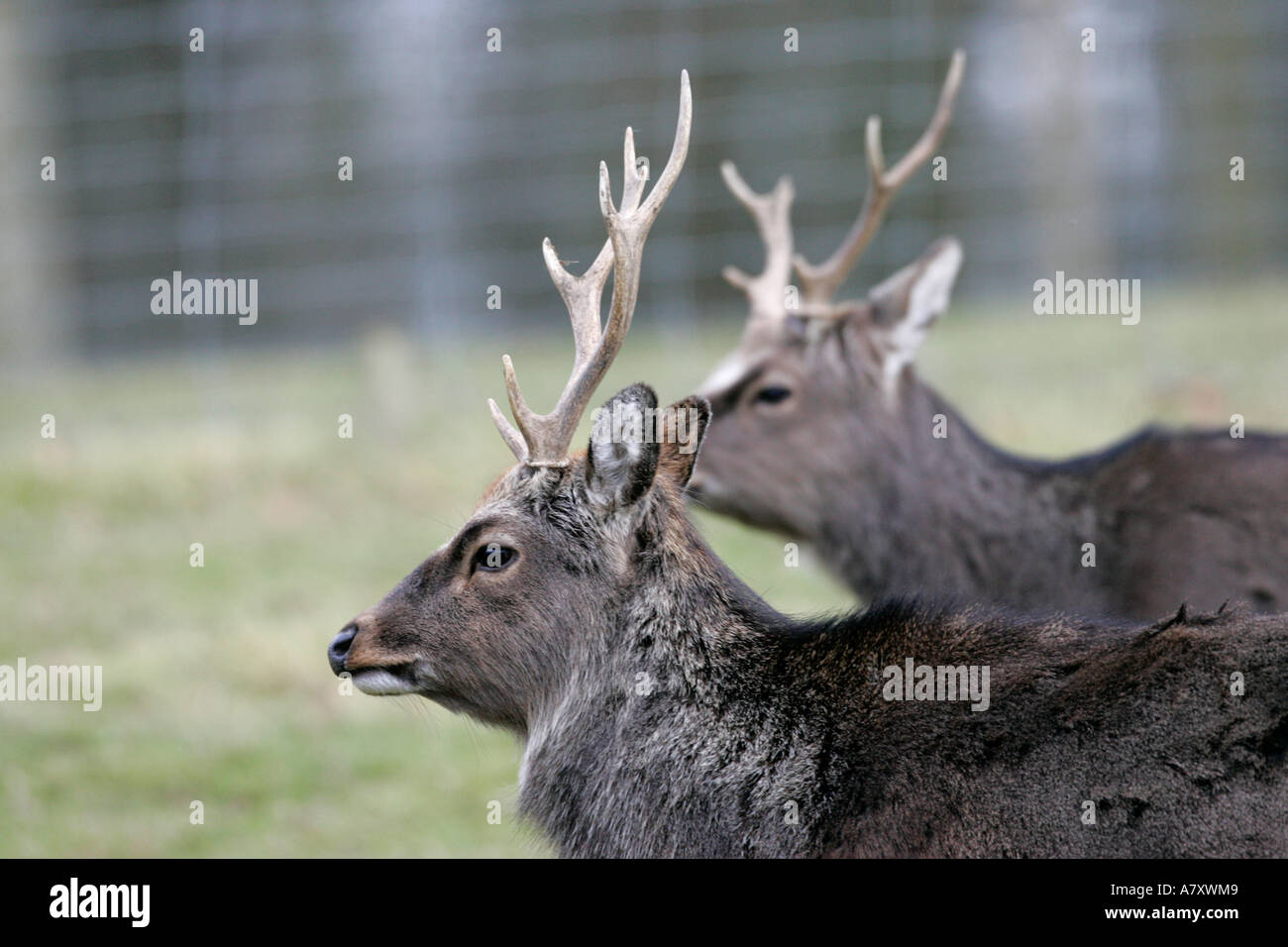 Männchen haben geweihe -Fotos und -Bildmaterial in hoher Auflösung – Alamy