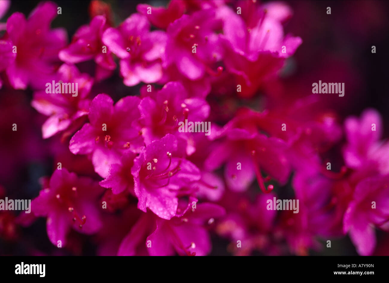 Komplexe blumen -Fotos und -Bildmaterial in hoher Auflösung – Alamy