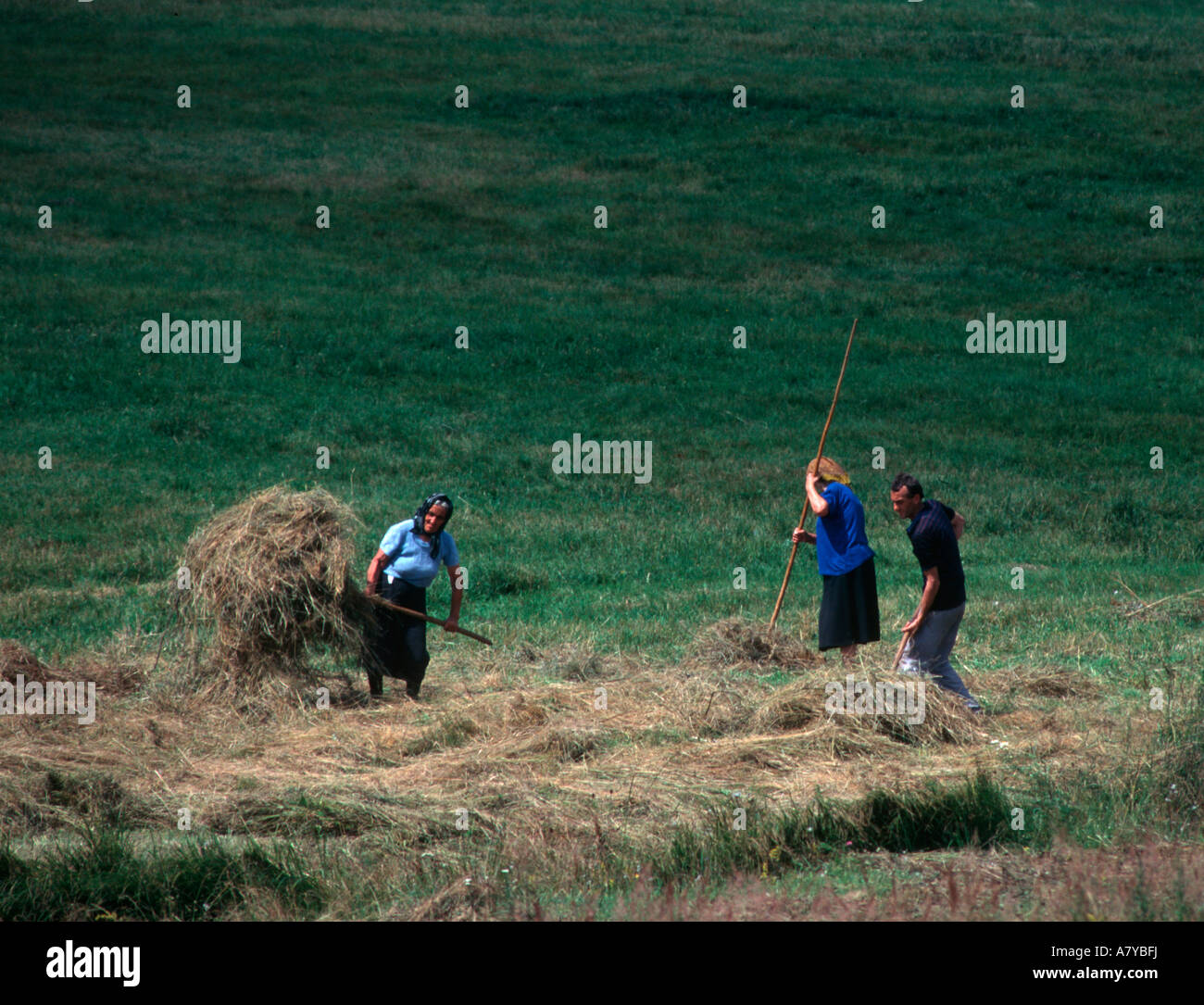Das heu einbringen -Fotos und -Bildmaterial in hoher Auflösung – Alamy