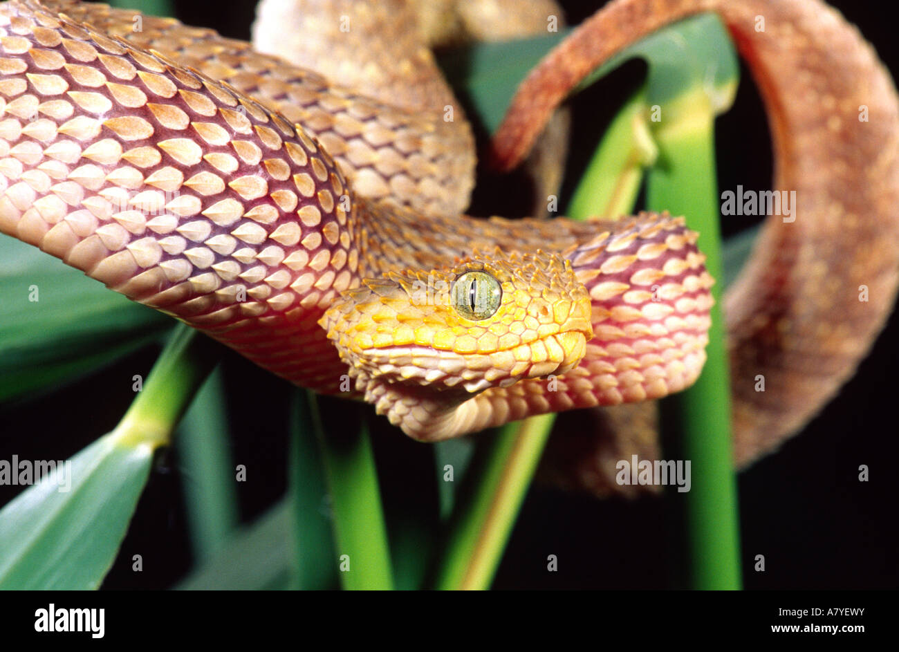 Afrikanischen Bush Viper, Atheris Squamiger, ursprünglich aus Uganda ...