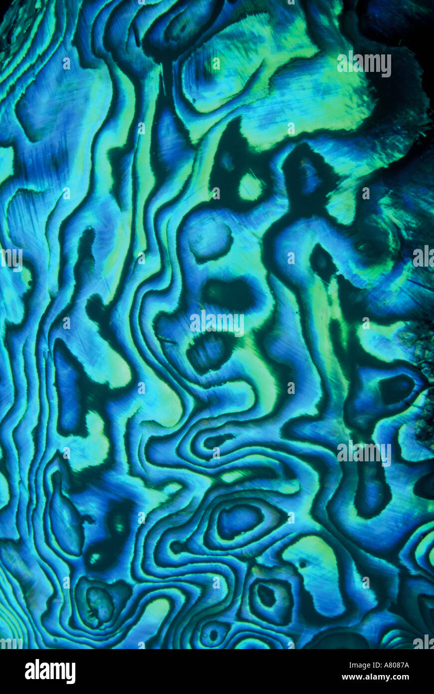 Paua Shell Stockfotos und -bilder Kaufen - Alamy