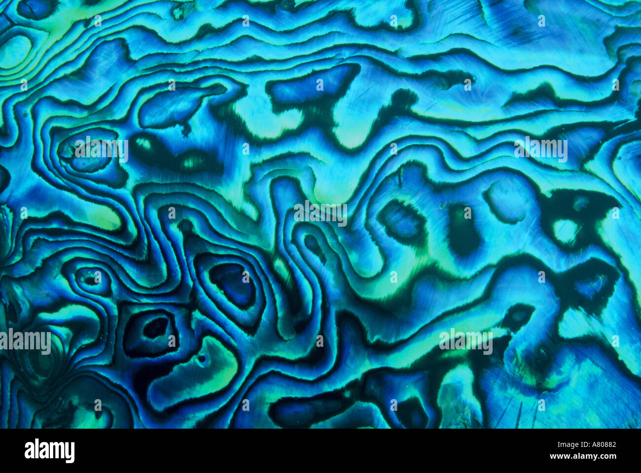 Paua Shell Stockfotos und -bilder Kaufen - Alamy