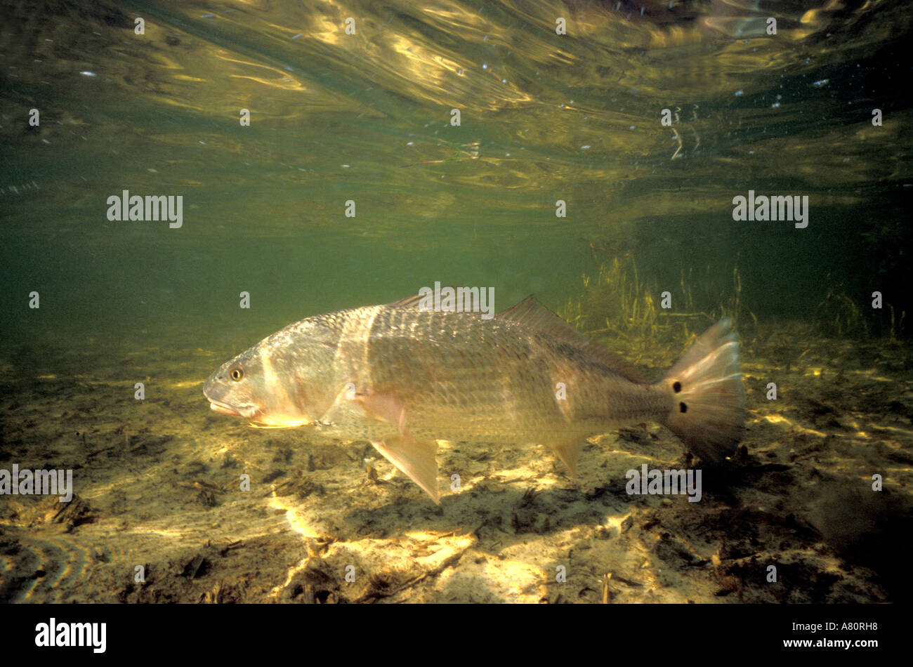 Fisch klares wasser gamefish -Fotos und -Bildmaterial in hoher ...