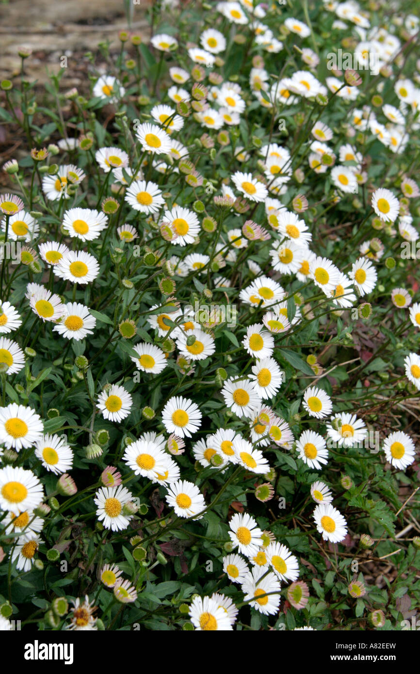 Erigeron mucronatus -Fotos und -Bildmaterial in hoher Auflösung – Alamy