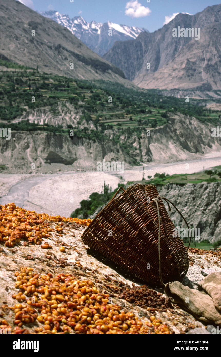 Pakistan Hunza Tal Karimabad Aprikosen Trocknen in der Sonne ...