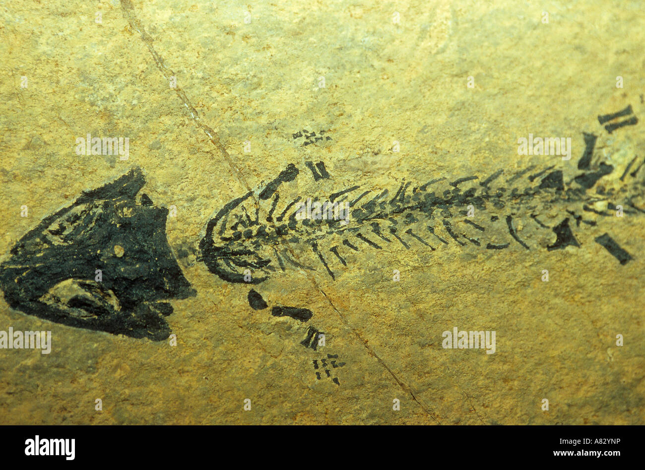 Amphibian fossil -Fotos und -Bildmaterial in hoher Auflösung – Alamy