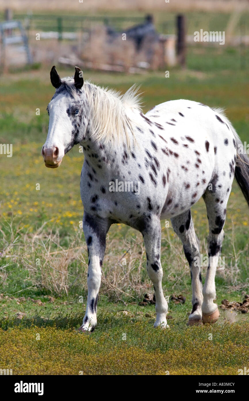 Appaloosa pferd -Fotos und -Bildmaterial in hoher Auflösung – Alamy