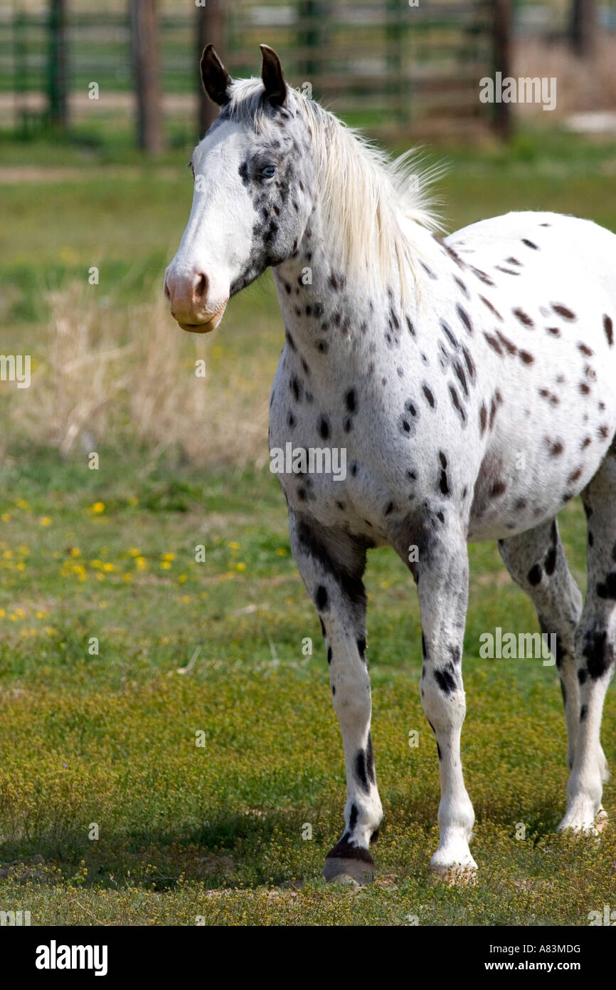 Appaloosa Pferd in Idaho Stockfotografie - Alamy