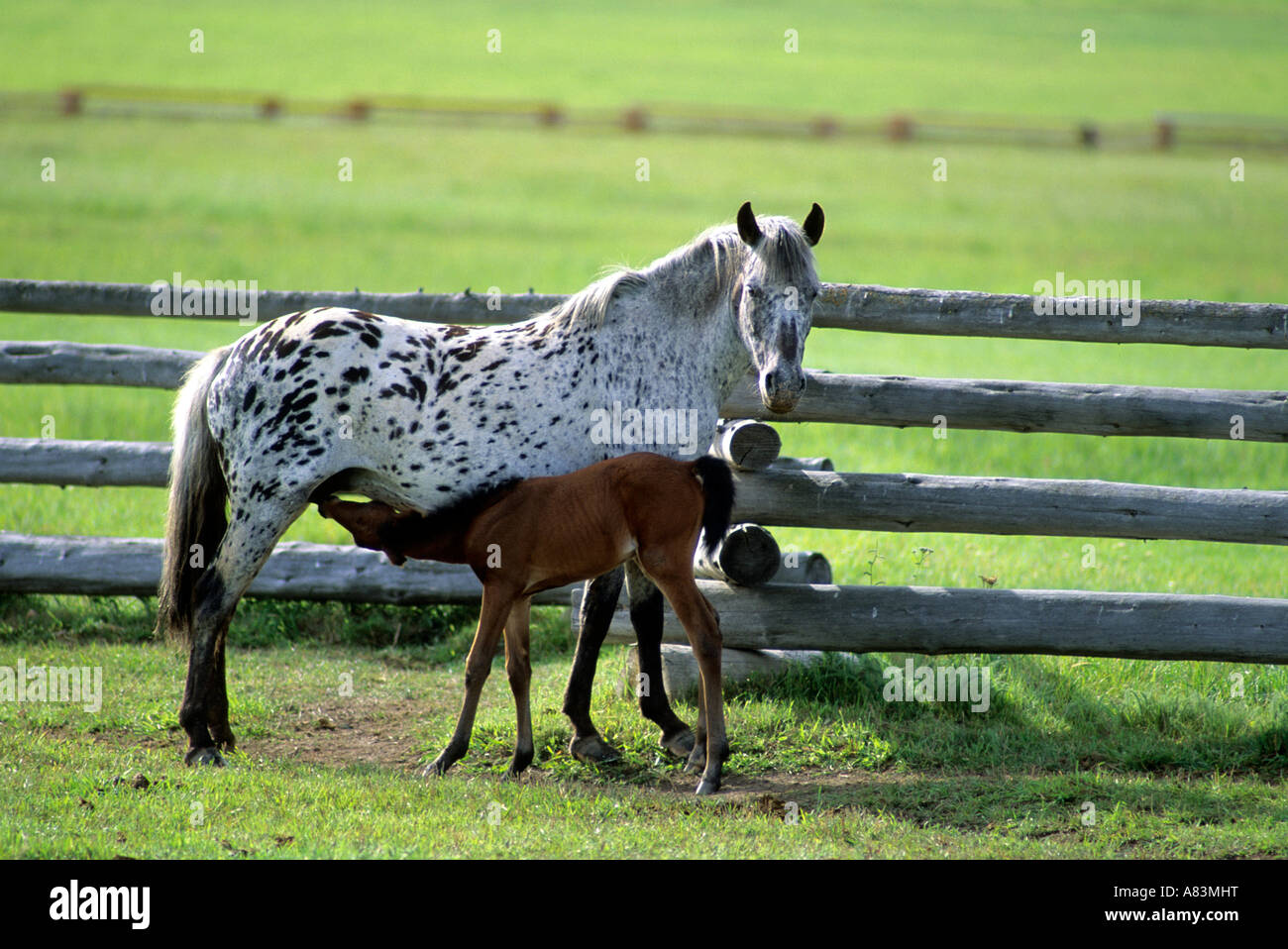 Der appaloosa -Fotos und -Bildmaterial in hoher Auflösung – Alamy