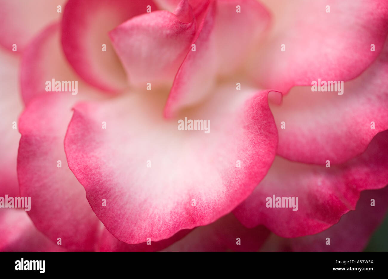 Hannah gordon rose -Fotos und -Bildmaterial in hoher Auflösung – Alamy