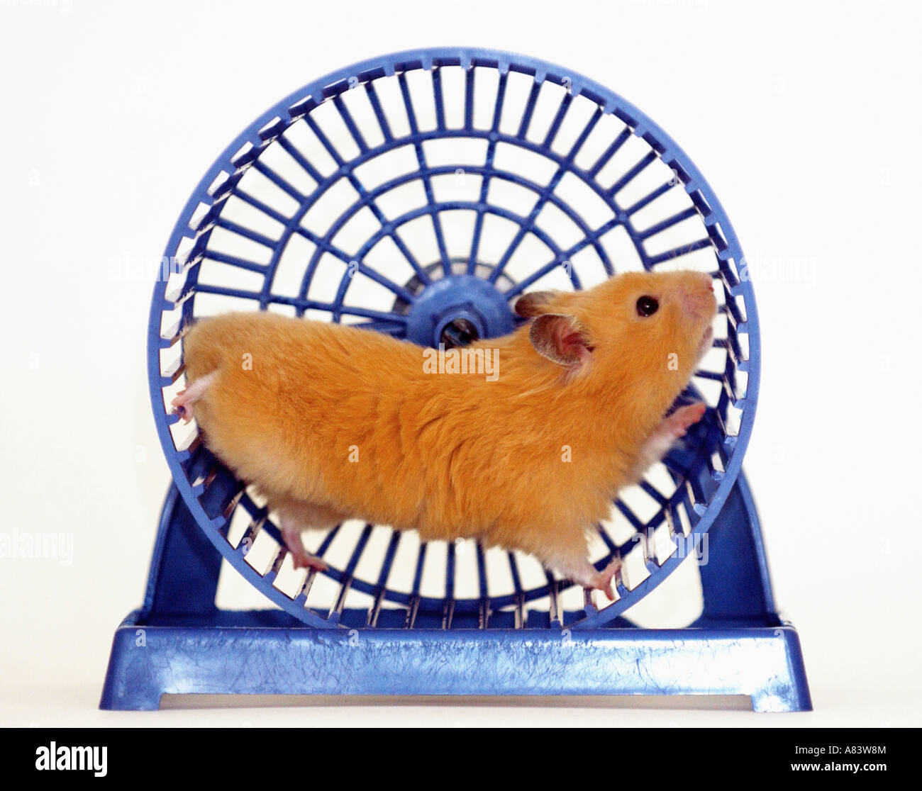 Pet Hamster Wheel Stockfotos & Pet Hamster Wheel Bilder - Alamy