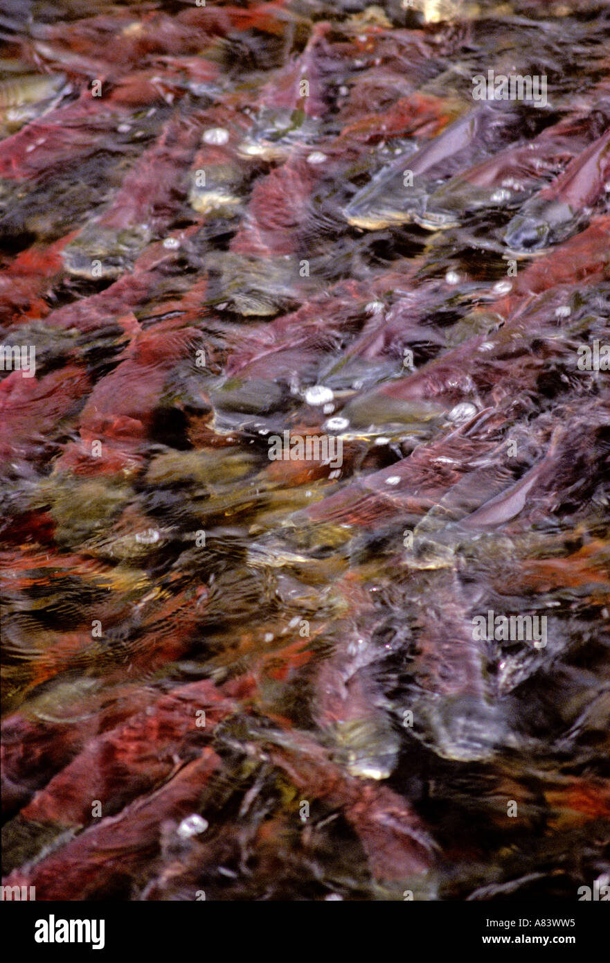 Pazifische lachseier -Fotos und -Bildmaterial in hoher Auflösung – Alamy