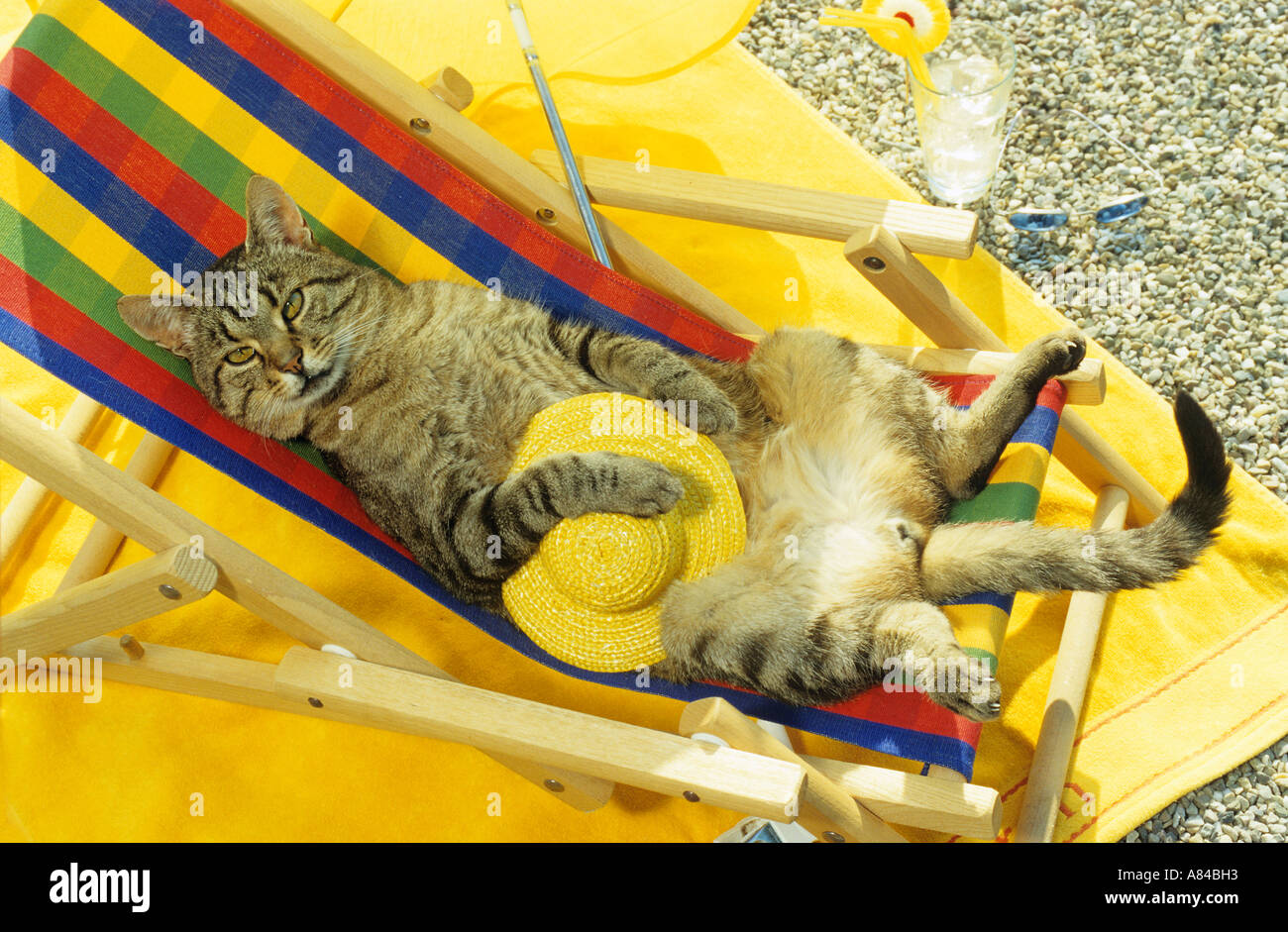 Tabby Katze - im Liegestuhl liegend Stockfotografie - Alamy