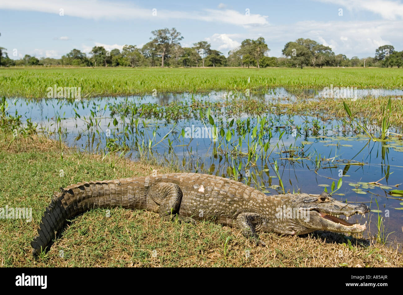 Die brillentragende Kaiman (Caiman Crocodilus) ist einer der fünf ...