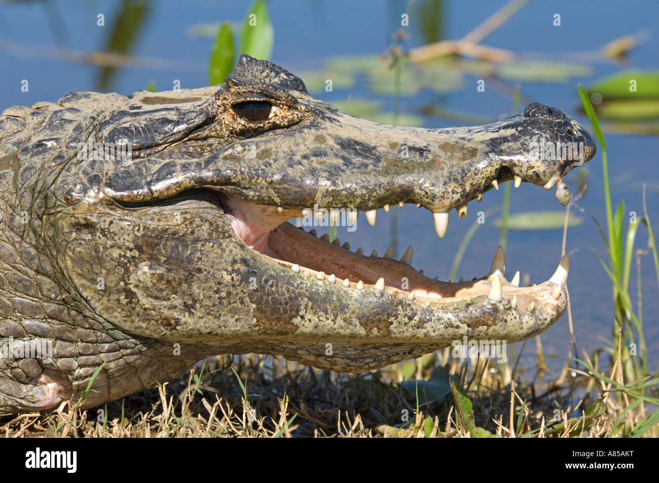 Nahaufnahme einer brillentragende Kaimane (Caiman Crocodilus) ist einer ...
