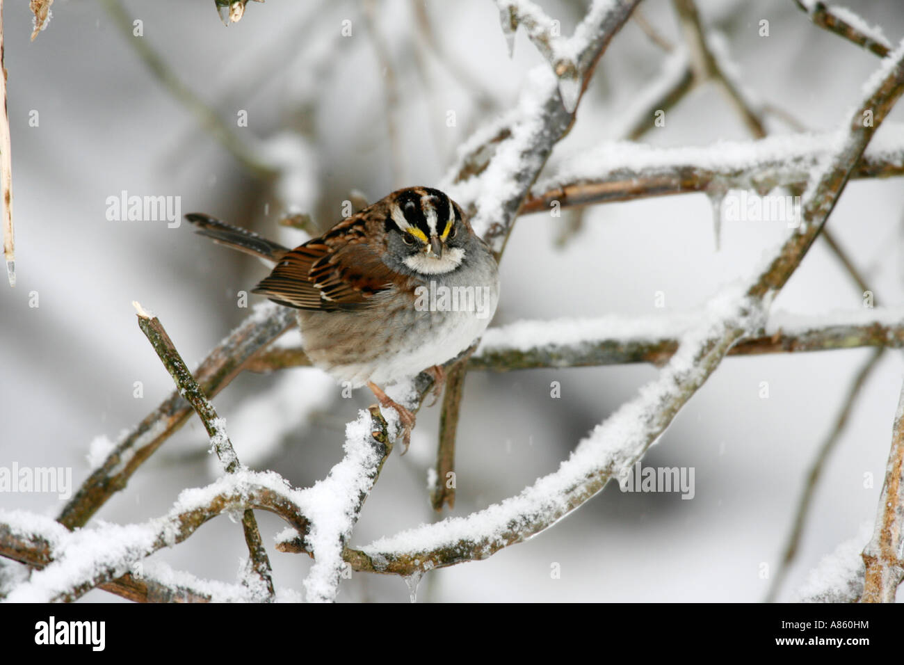 Spatz winter -Fotos und -Bildmaterial in hoher Auflösung – Alamy