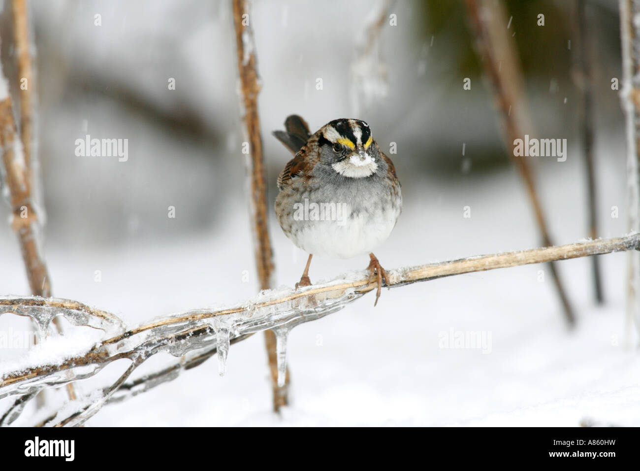 Spatz winter -Fotos und -Bildmaterial in hoher Auflösung – Alamy