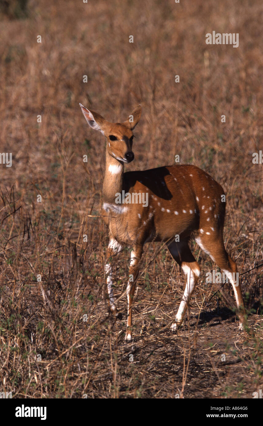 Bushbuck tragelaphus scriptus chobe botswana -Fotos und -Bildmaterial ...
