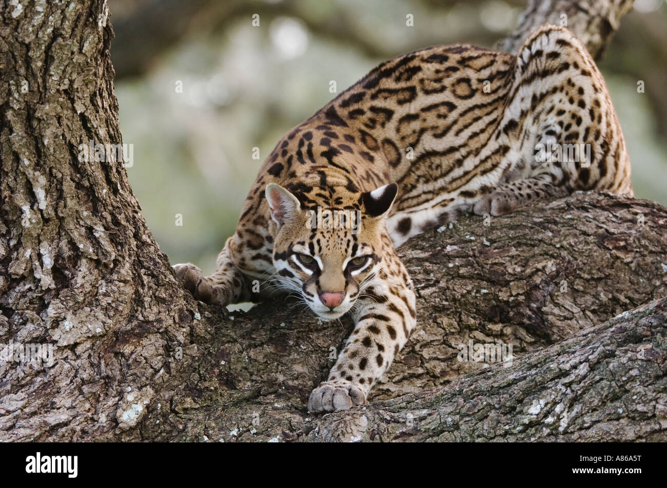 Female ocelot -Fotos und -Bildmaterial in hoher Auflösung – Alamy