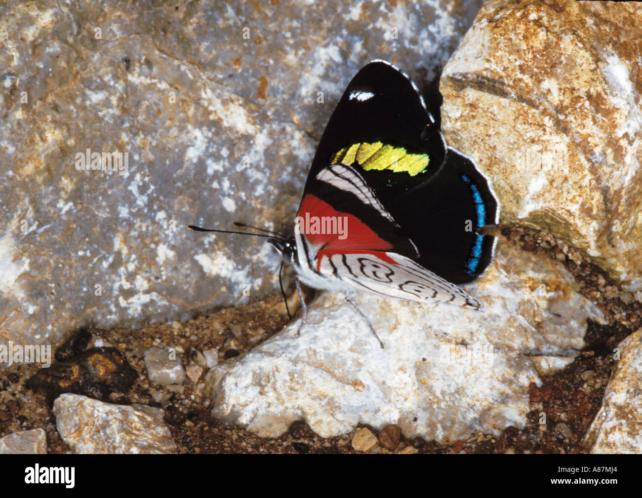 Diaethria anna -Fotos und -Bildmaterial in hoher Auflösung – Alamy