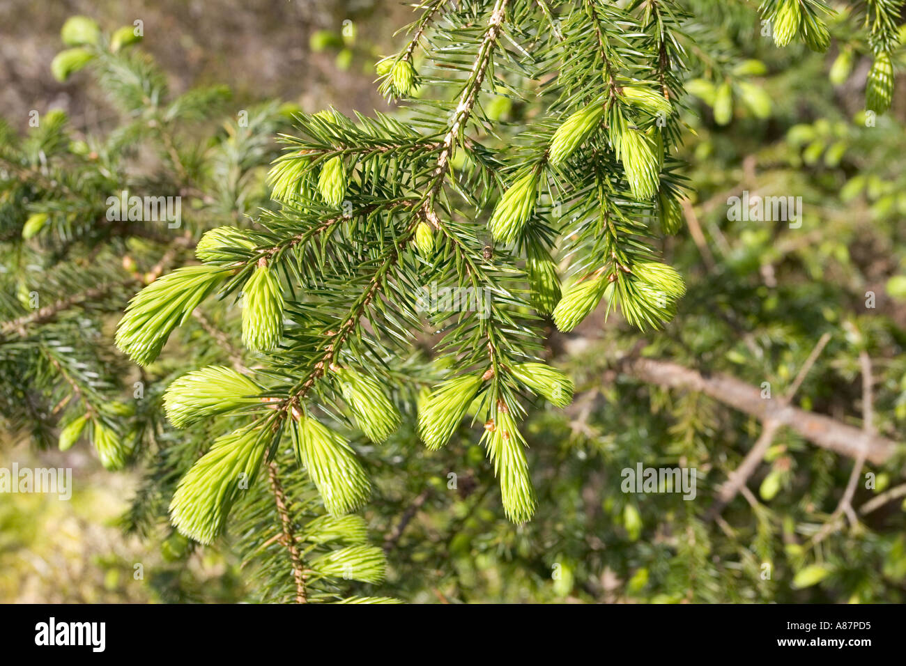 Pines tree -Fotos und -Bildmaterial in hoher Auflösung – Alamy