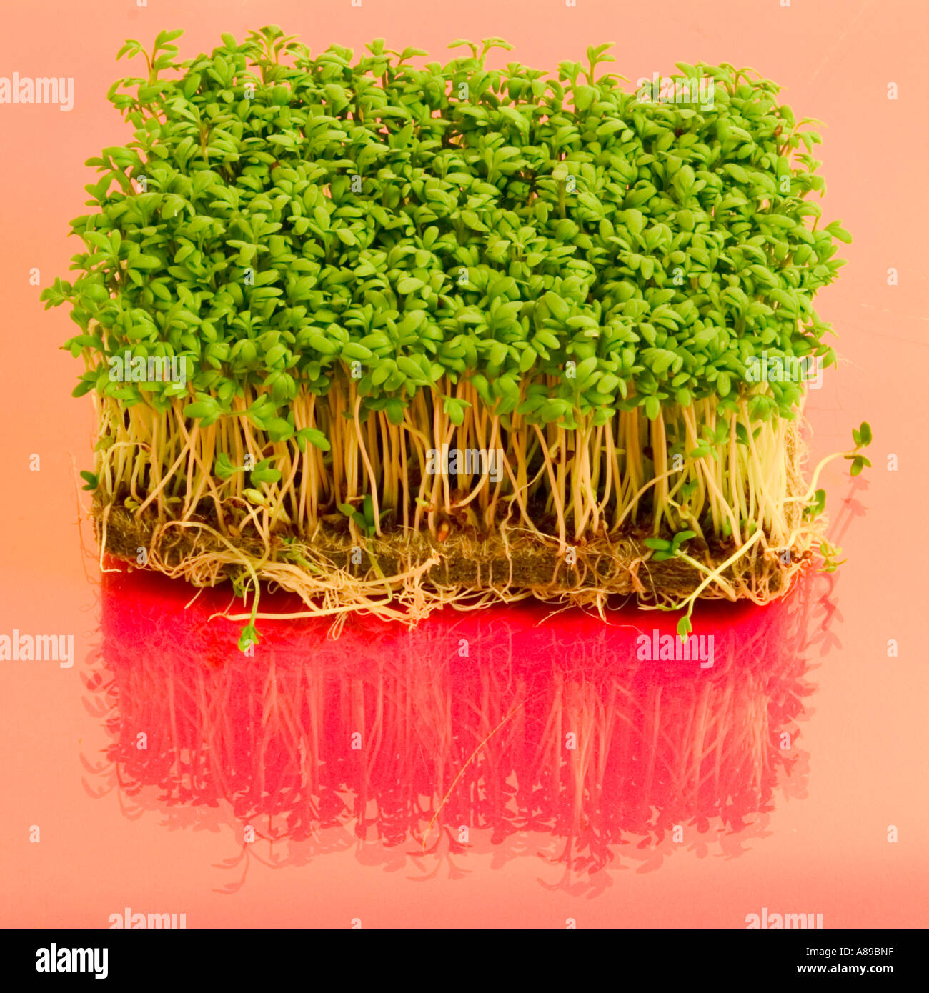 Die kresse -Fotos und -Bildmaterial in hoher Auflösung – Alamy