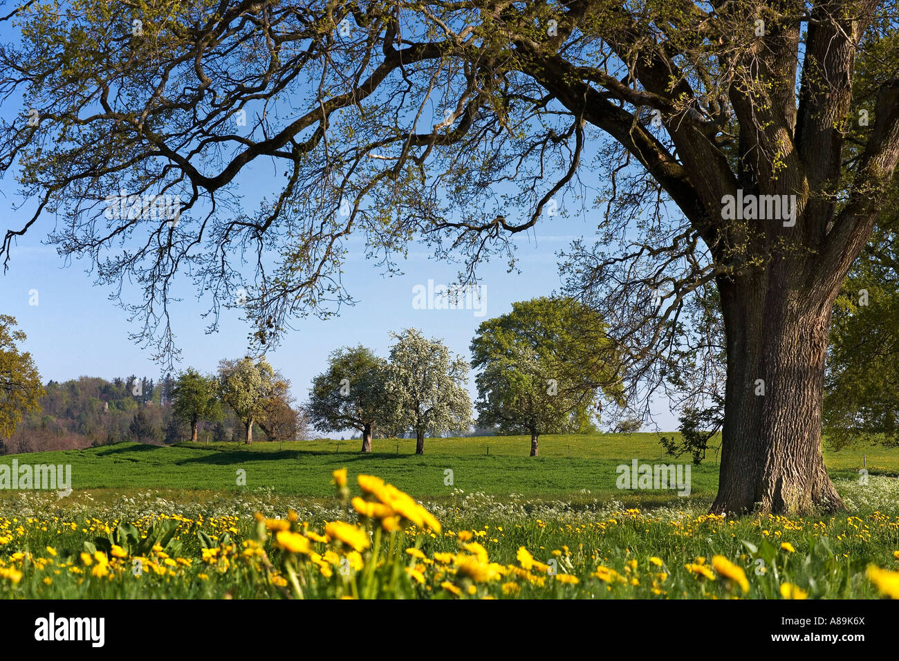 Stieleiche (Quercus Robur Stockfotografie - Alamy