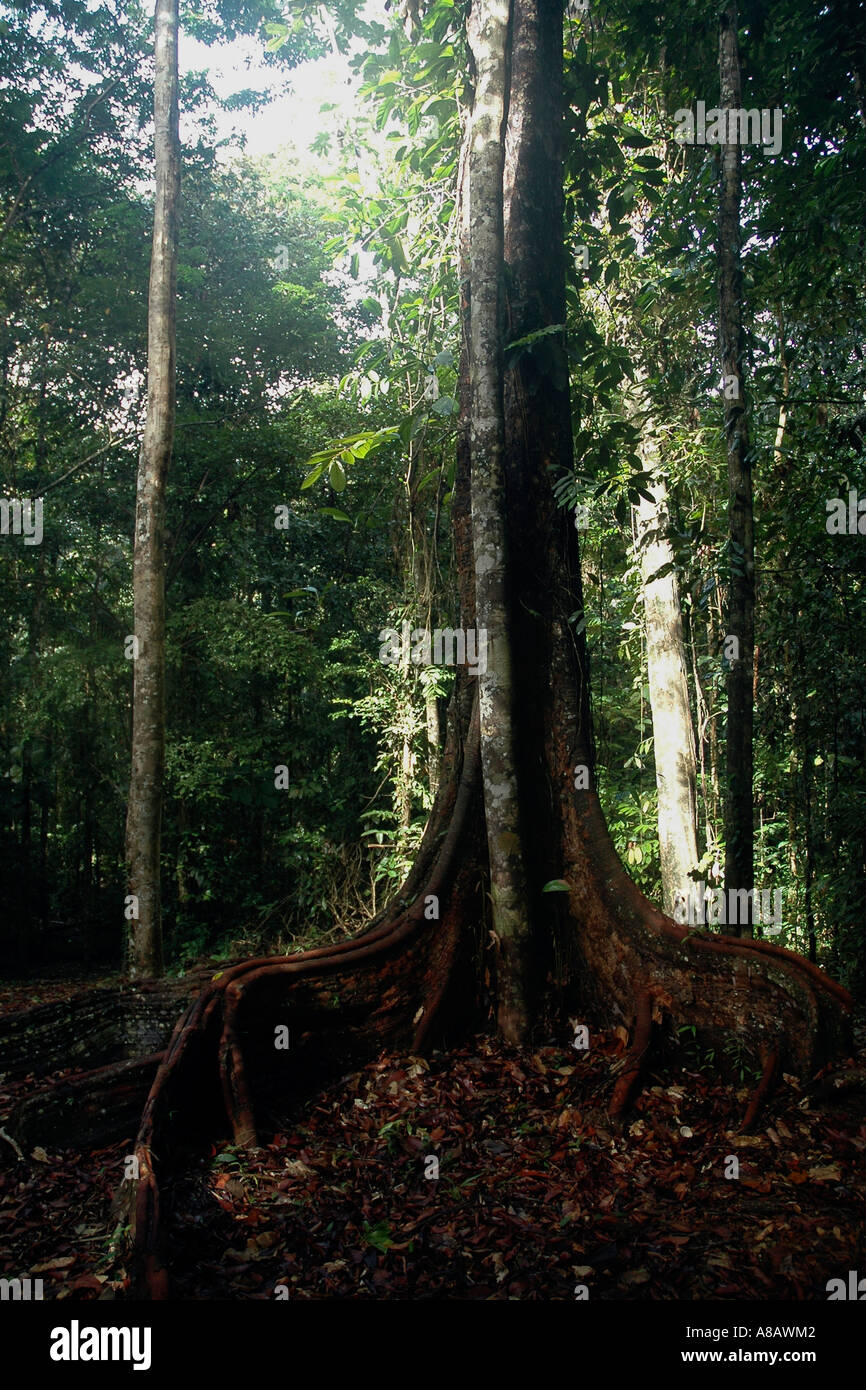 Mora tree rainforest -Fotos und -Bildmaterial in hoher Auflösung – Alamy